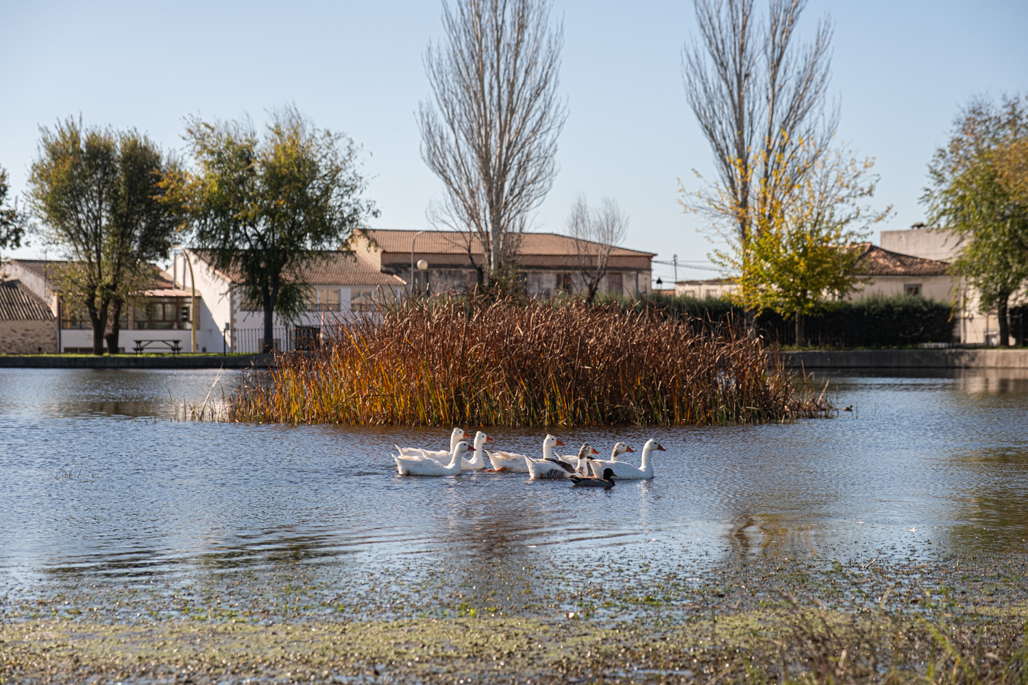 Torremocha – holapueblo